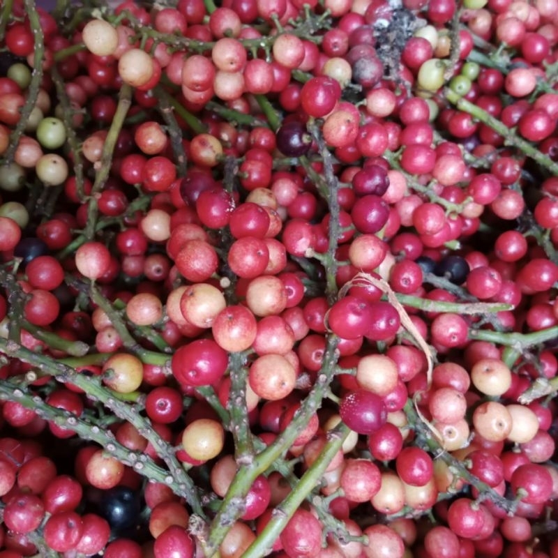 Jual Buah huni fresh 500gram buah ngidam rujak huni buah buni buah ...