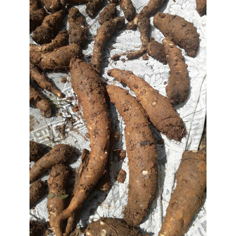 Jual talas atau umbi talas untuk keripik 1kg | Shopee Indonesia