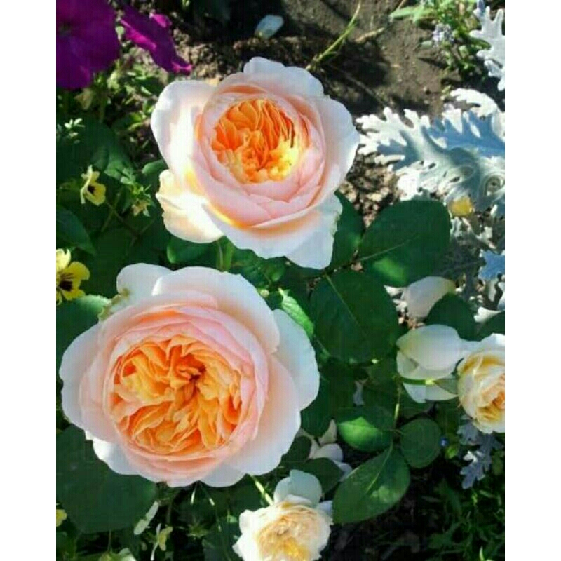 Jual Tanaman Mawar PREMIUM BANDUNG (Beli 5 hadiah 1 random) creamy eden ...