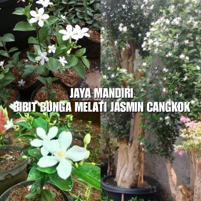 Jual BIBIT BUNGA MELATI JASMIN (BERCABANG) | Shopee Indonesia