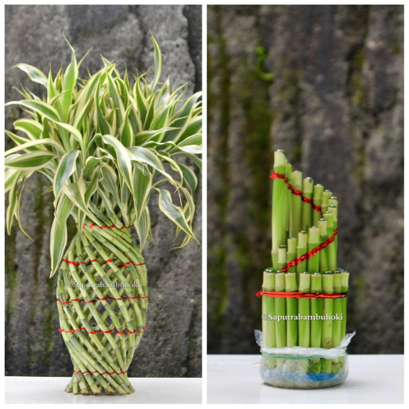 Jual Bambu Hoki / Bambu Rejeki Model Nanas 20 Tinggi 40-45cm | Shopee ...