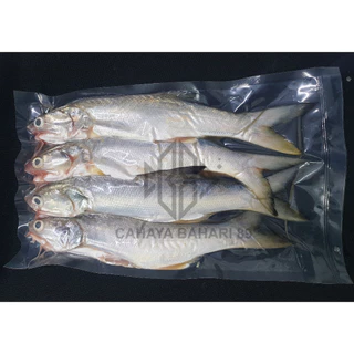 Jual Ikan Kuro Terlengkap & Harga Terbaru Maret 2025 | Shopee Indonesia
