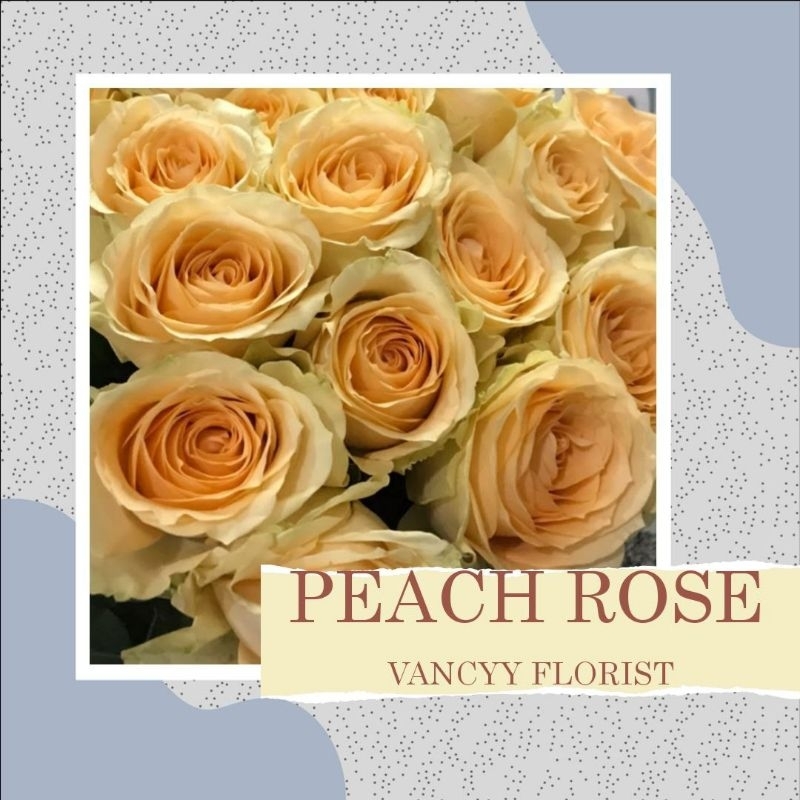 Jual Bunga Mawar Peach Fresh Pertangkai / Bunga Mawar Peach Vancyy ...