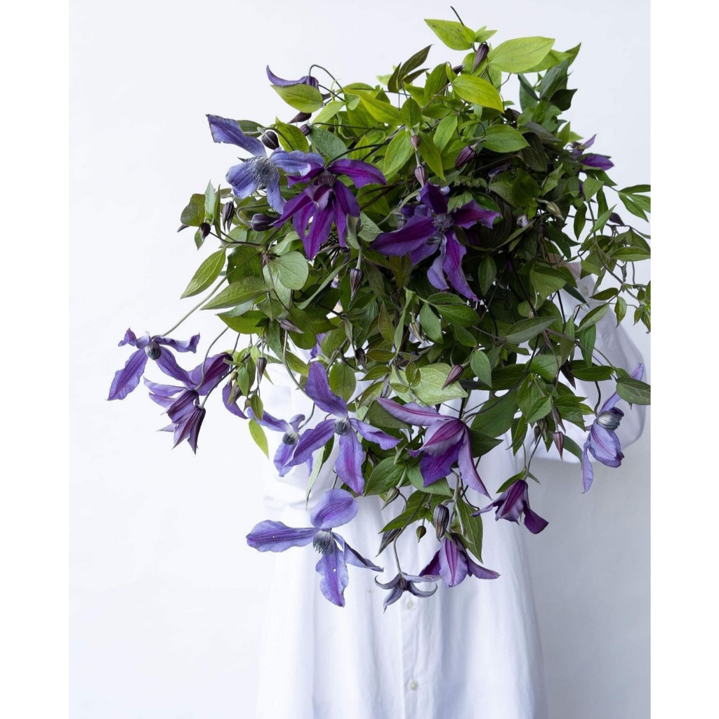 Jual 25 Benih Biji Bunga Clematis Import Ryuan | Shopee Indonesia