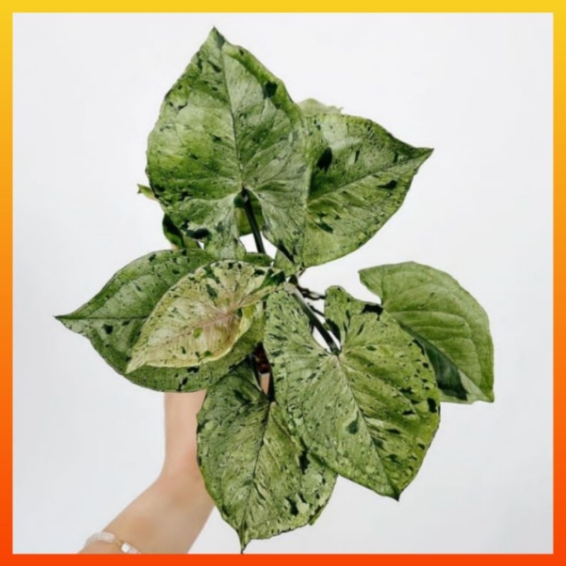 Jual Tanaman Hias Syngonium Green Splash Bunga Singonium | Shopee Indonesia