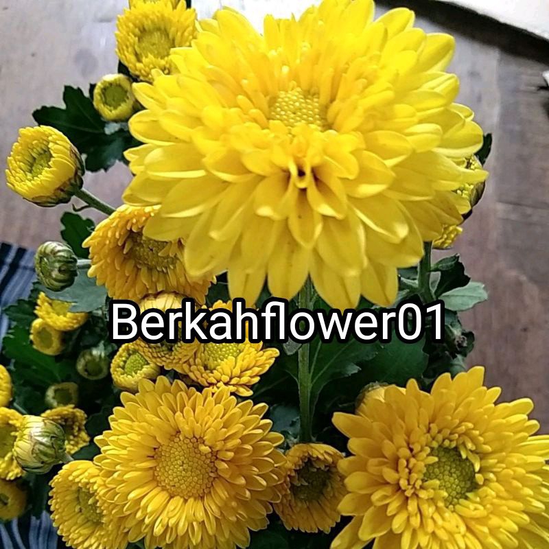 Jual RIMBUN + POT Tanaman Hias Bunga Krisan ada 5 - 6 pohon. Untuk ...