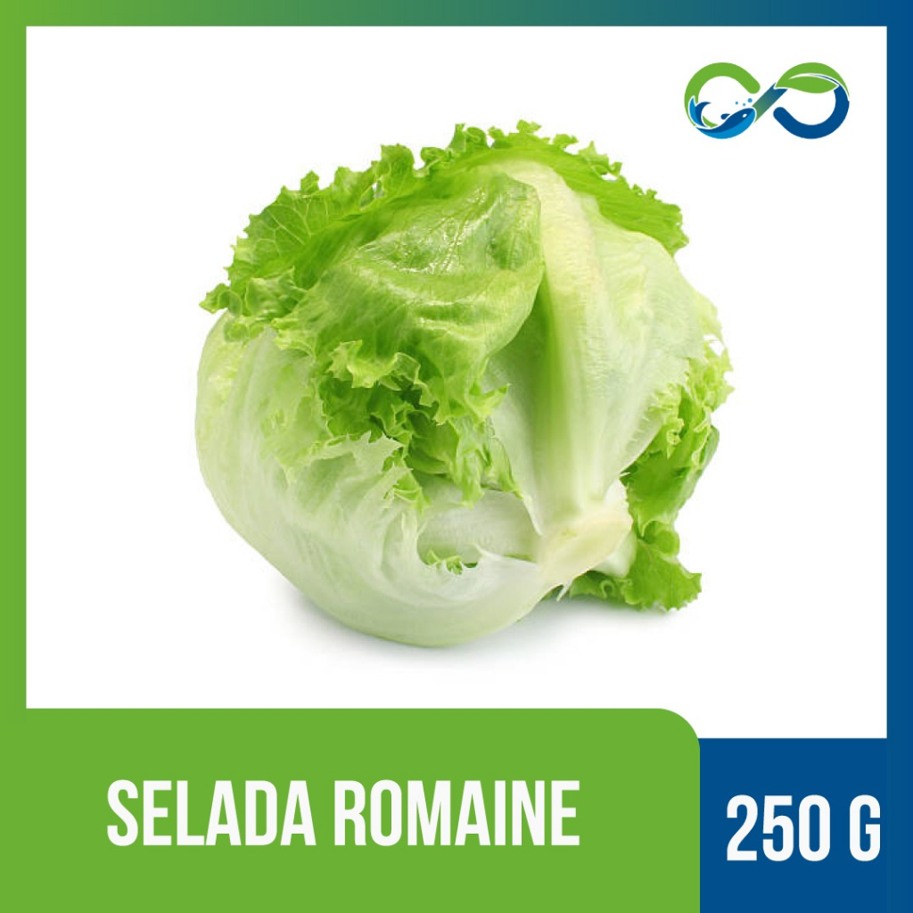 Jual Selada Romaine Premium by AquaEcoFarms Lokal Indoneisa Bandung | Shopee Indonesia