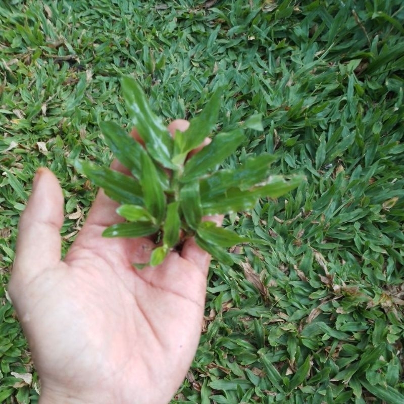 Jual Rumput gajah mini beli 10 gratis 1 | Shopee Indonesia
