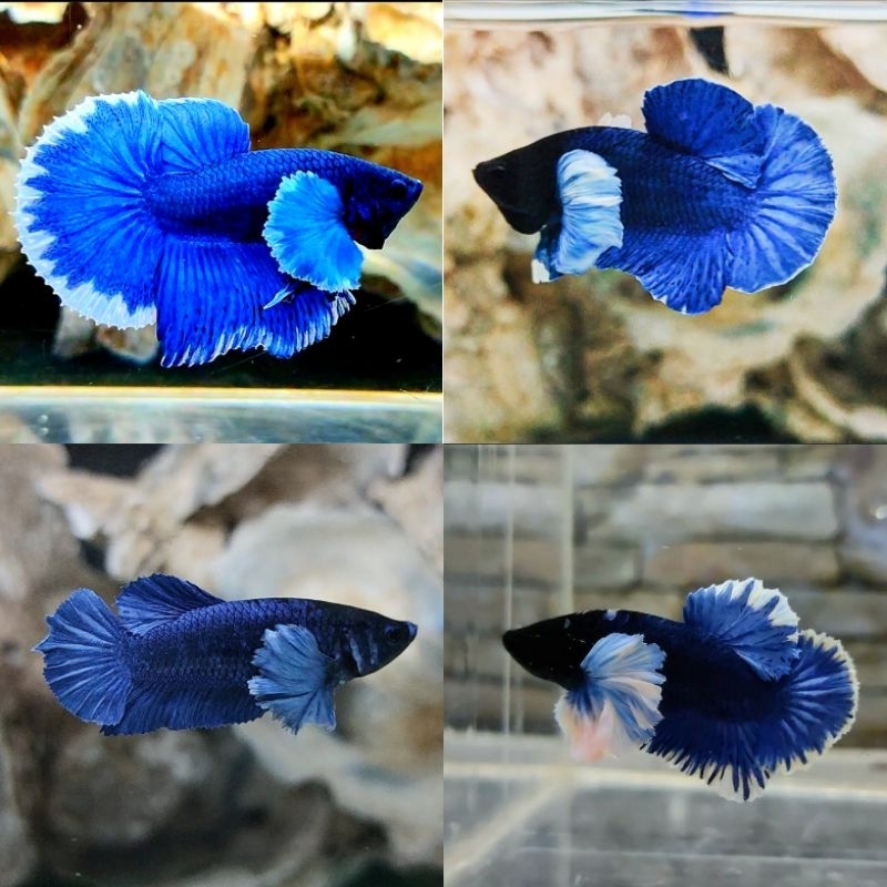 Jual Dumbo ear Blue Hm dan Pk | Shopee Indonesia