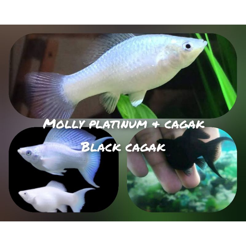 Jual Ikan hias Molly platinum (balon cagak/lyretail) | Shopee Indonesia