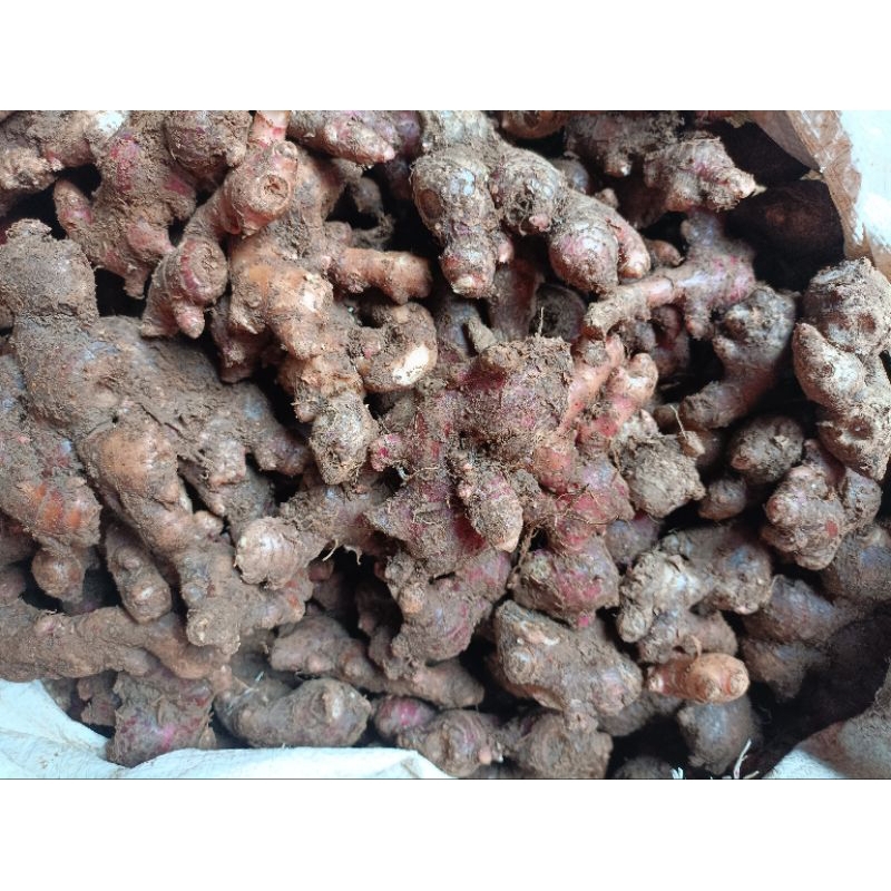 Jual Jahe Merah Medan jahe segar rimpang jahe merah jsr | Shopee Indonesia Jual Jahe Merah Medan jahe segar rimpang jahe merah jsr | Shopee Indonesia