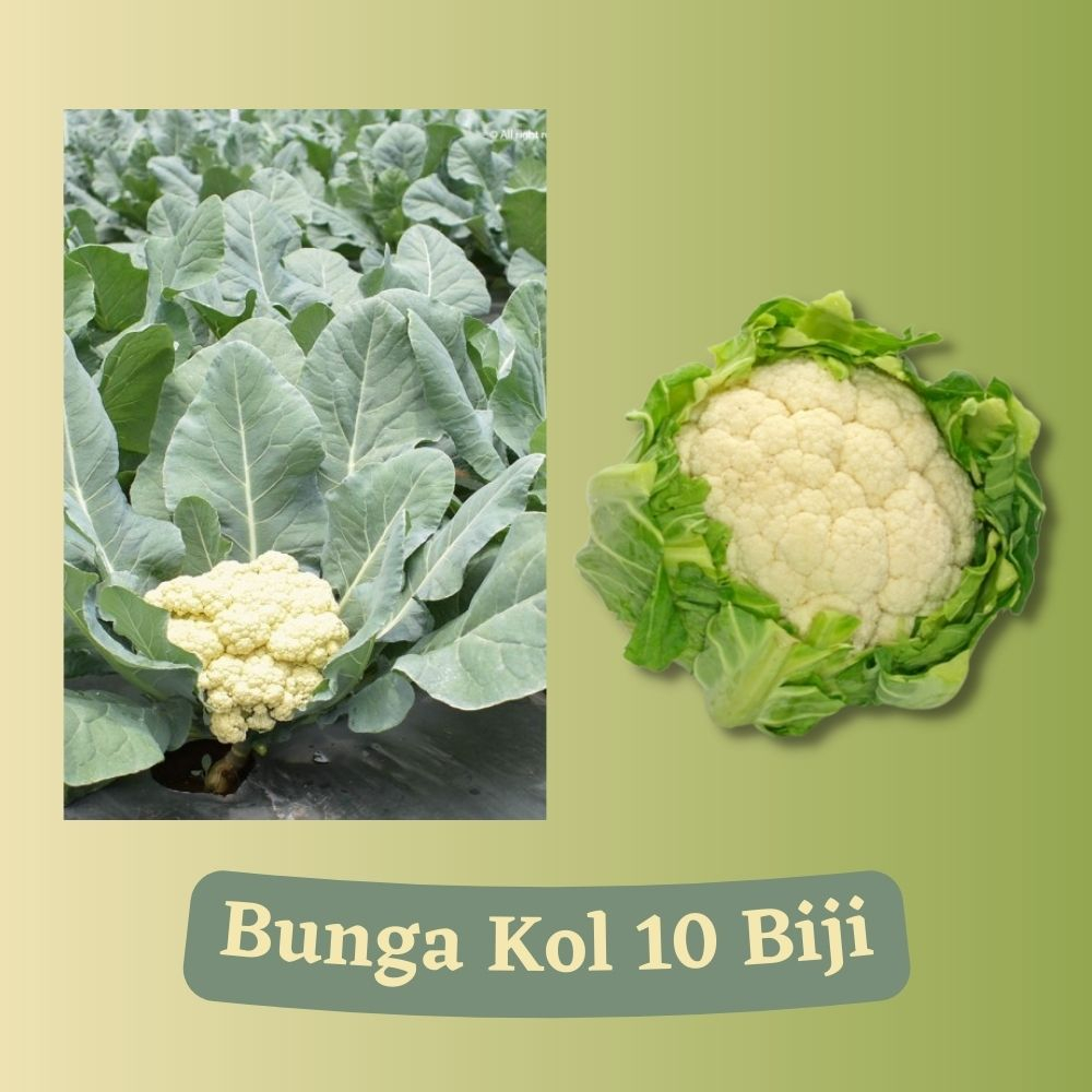 Jual Bibit Bunga Kol / Benih Sayuran | Shopee Indonesia
