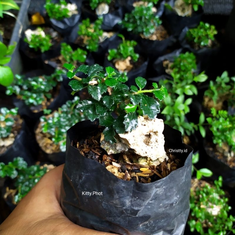 Jual Tanaman Bonsai Mini + Batu Karang (ONTHEROCK) | Shopee Indonesia