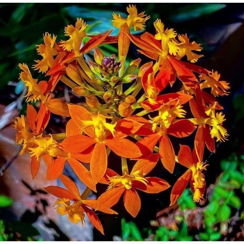 Jual Tanaman anggrek epidendrum ibaguense bunga oren | Shopee Indonesia