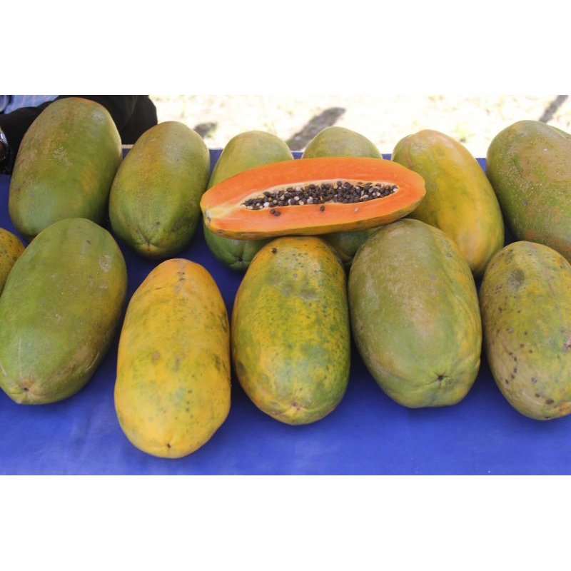 Jual pepaya california manis sehat matang pohon baru petik | Shopee ...