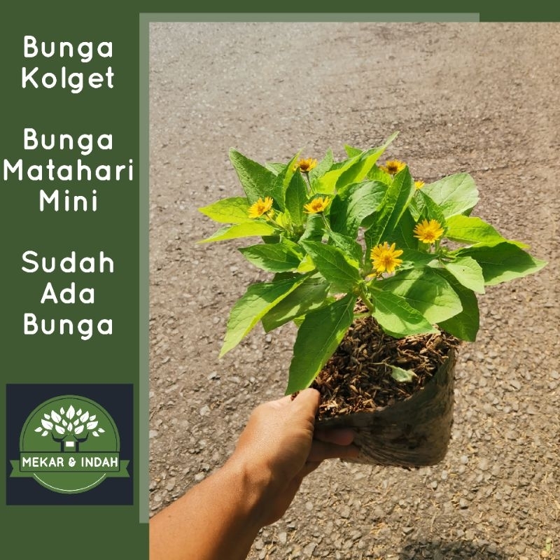 Jual Tanaman hias bunga matahari mini/ tanaman kolget | Shopee Indonesia