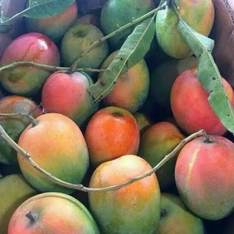 Jual Mangga Gedong Gincu Majalengka kualitas Premium ( ready musiman ) | Shopee Indonesia