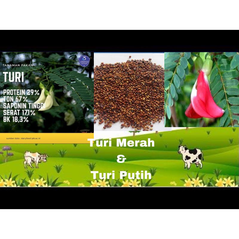 Jual Bibit Turi Merah (kemasan 20 gram) | Shopee Indonesia