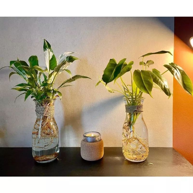 Jual Vas bunga tali rami Aesthetic/ Pot tanaman air Hidroponik/ Vas ...