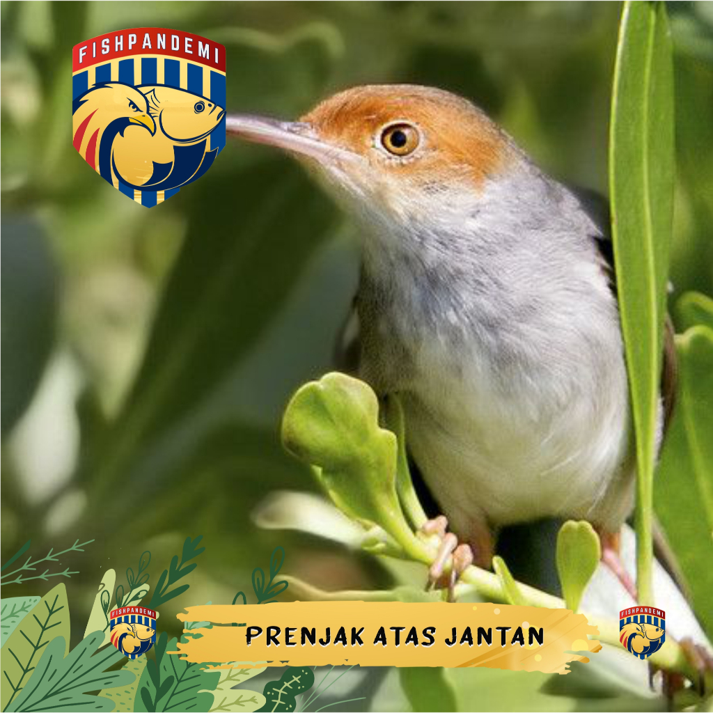 Jual Prenjak Atas Pilihan Jantan | Shopee Indonesia
