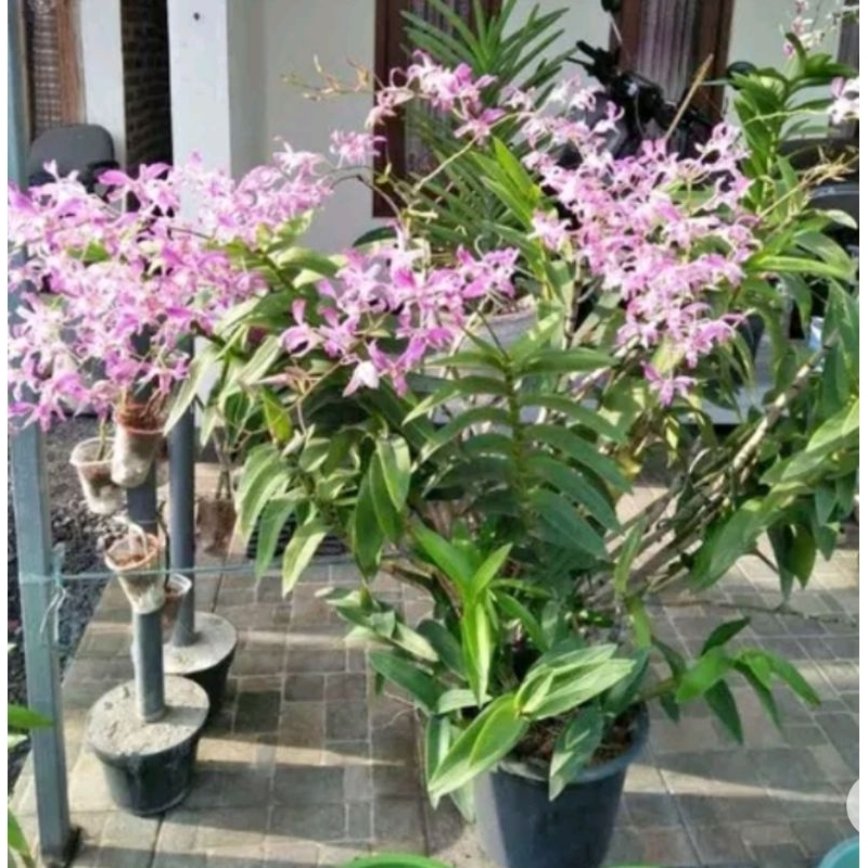 Jual anggrek dendro superbient 50k | Shopee Indonesia