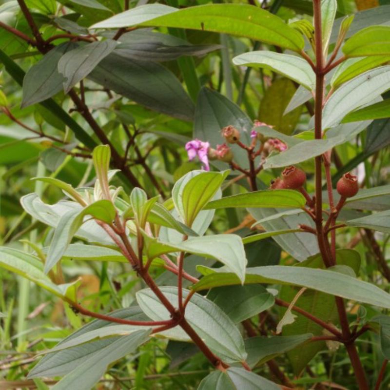 Jual JUAL TANAMAN DAUN HARENDONG GUNUNG/HARENDONG ASLI GUNUNG | Shopee ...