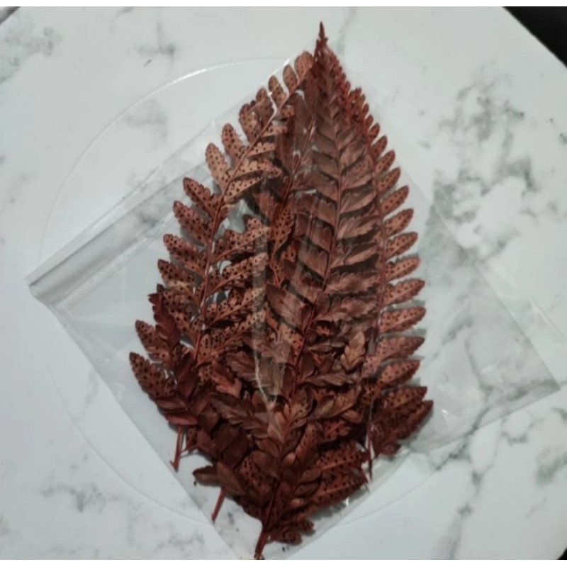 Jual Daun Pakis Kering Untuk Hiasan Cake Rustic,Topper Daun Pakis ...