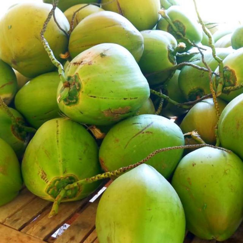 Jual kelapa muda fresh utuh 1 butir | Shopee Indonesia