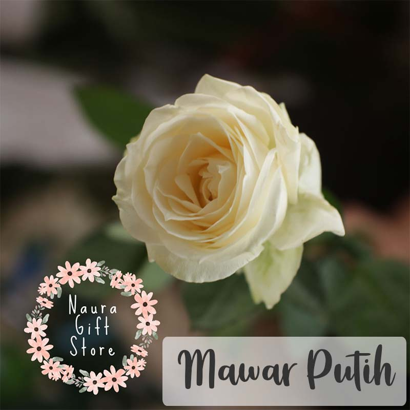 Jual Bunga Mawar Putih Fresh Asli Bandung isi 20 batang | Shopee Indonesia