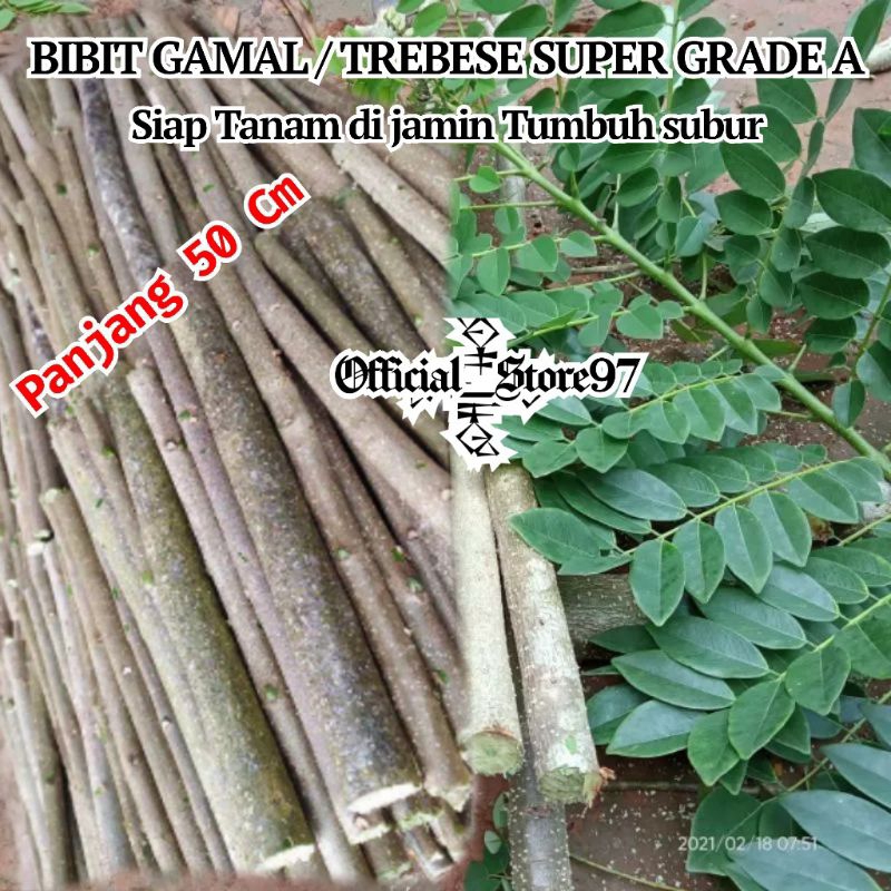 Jual BIBIT GAMAL SUPER SIAP TANAM PJ 50 CM | Shopee Indonesia