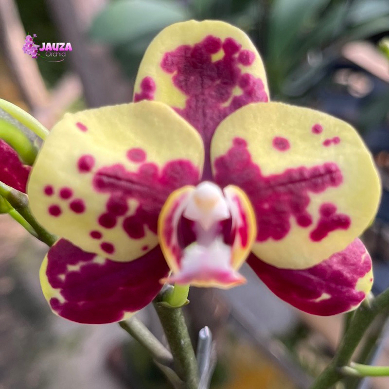 Jual Anggrek Bulan mini 001 / kuning bentol | Shopee Indonesia