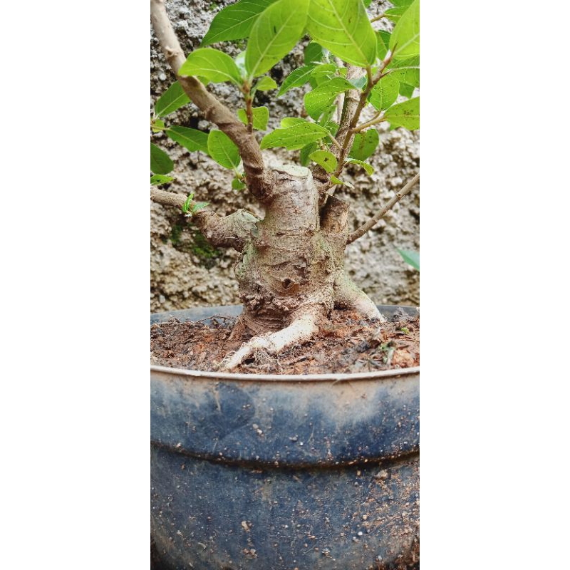 Jual BONSAI LOA THE MAX (REAL PICT) | Shopee Indonesia