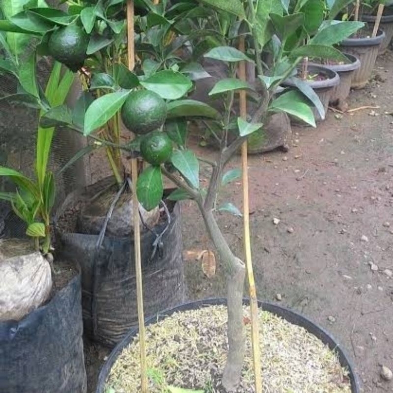 Jual ️ BERBUAH ⬅️ Bibit Jeruk Baby Java / Jeruk Peras Hasil Okulasi ...