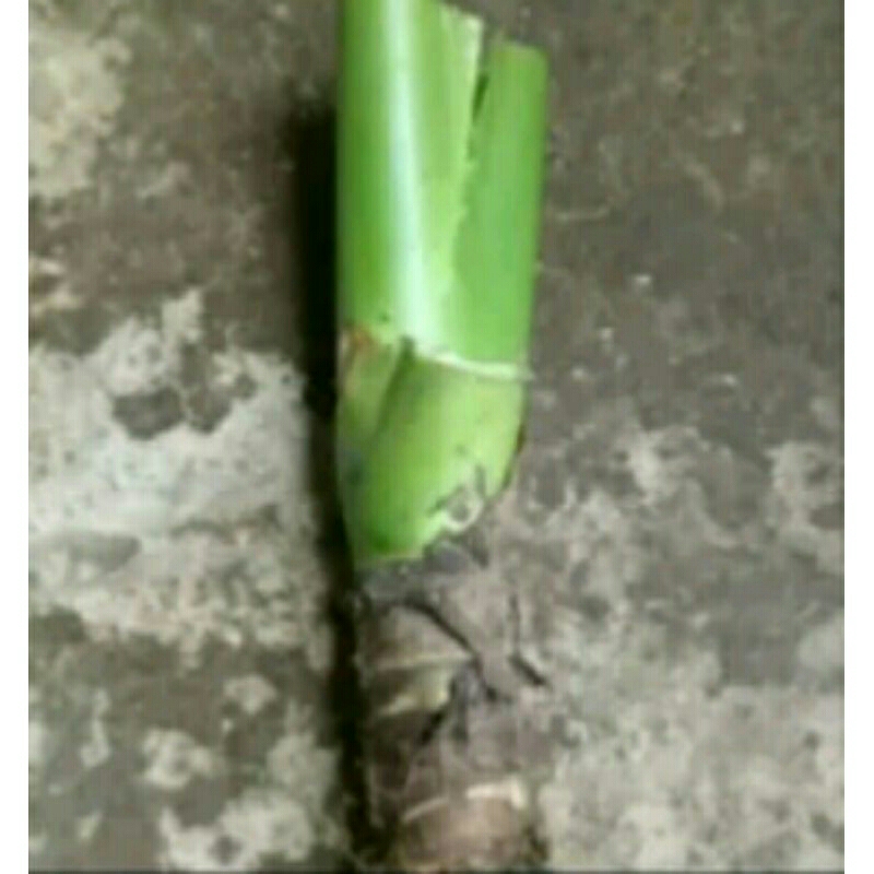 Jual bonggol pohon sente | Shopee Indonesia