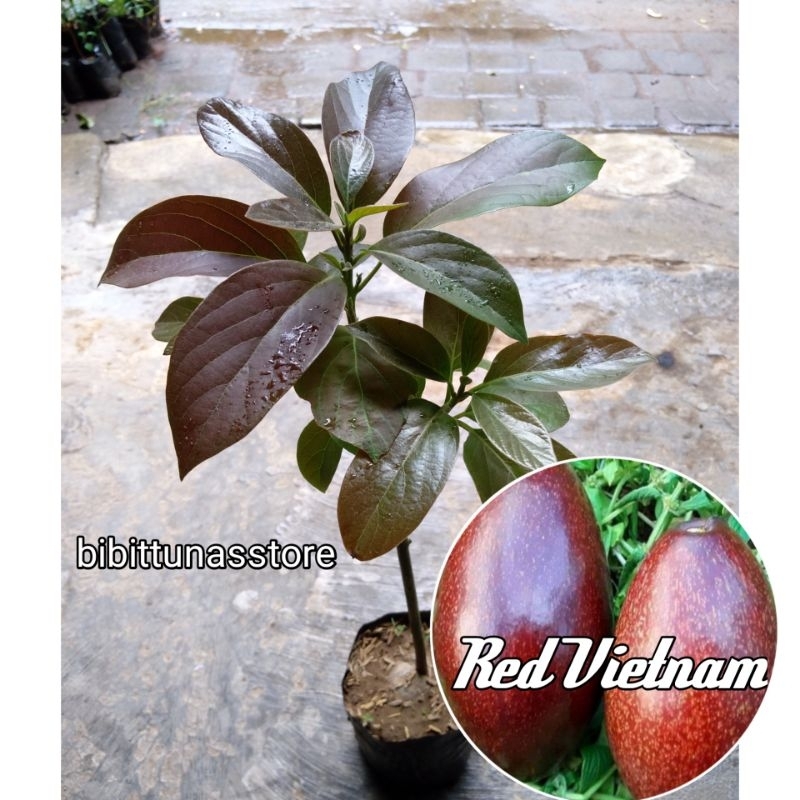 Jual Bibit Alpukat Red Vietnam Okulasi beli 5 gratis 1 bibit | Shopee ...
