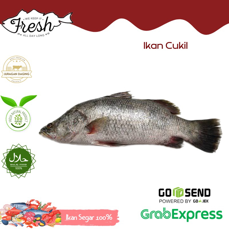 Jual IKAN CUKIL/IKAN BARAMUNDI FRESH 1kg | Shopee Indonesia