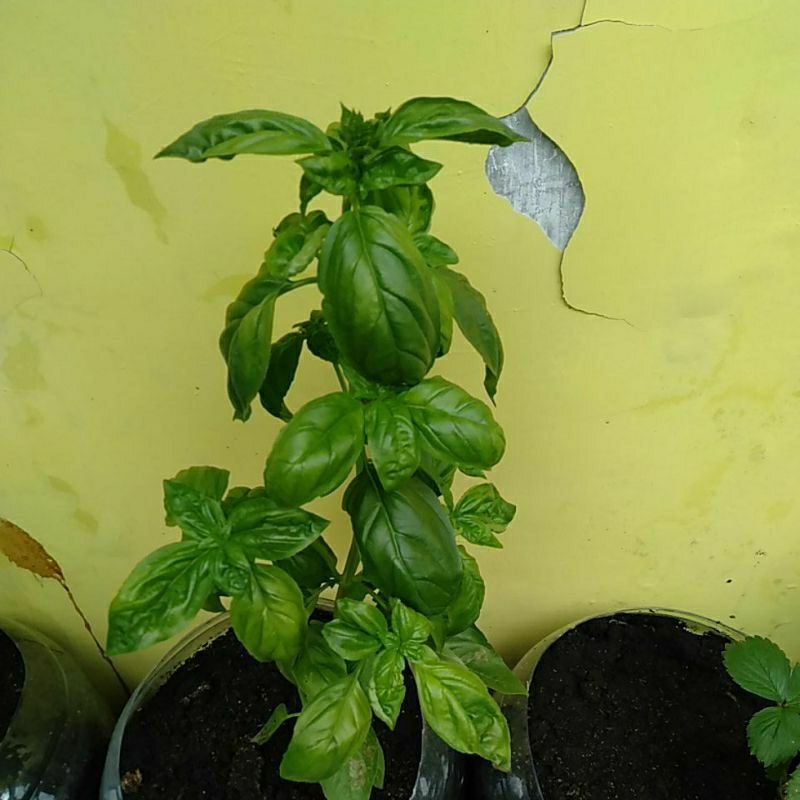 Jual DAUN BASIL PETIK SEGAR | Shopee Indonesia