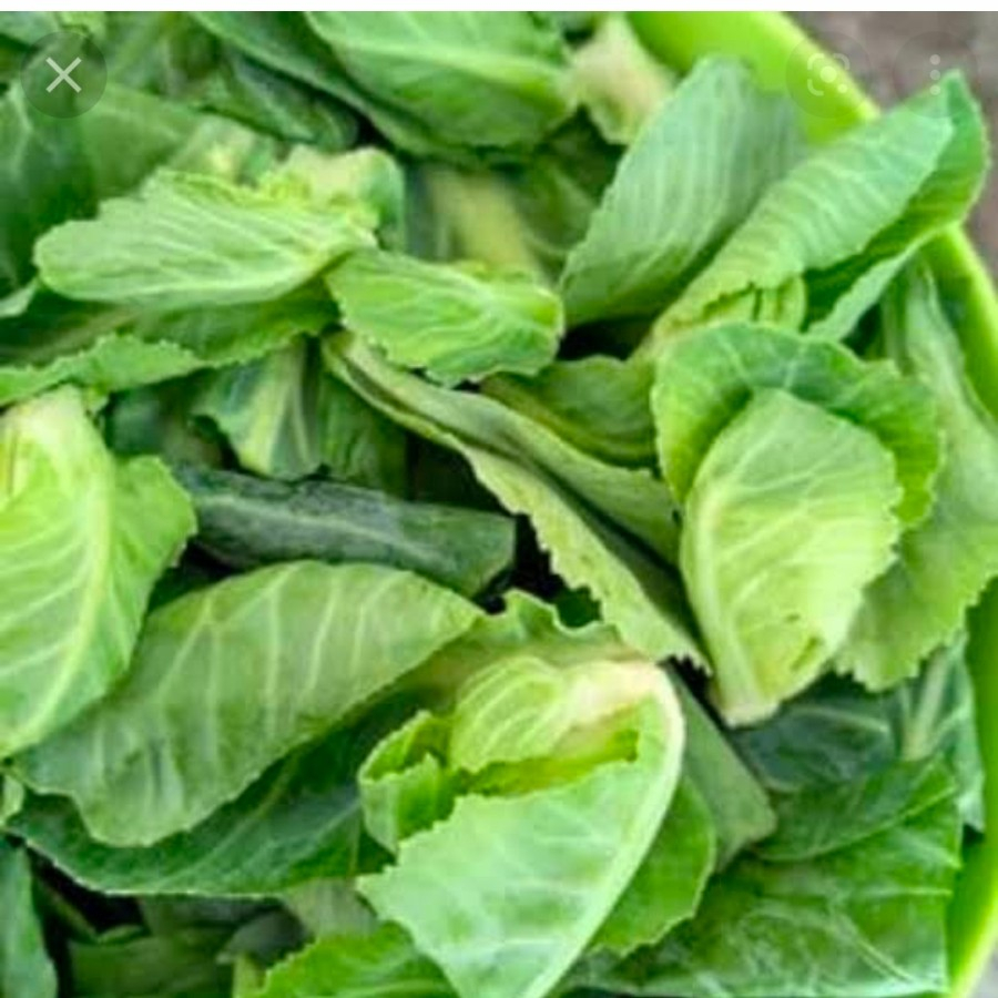 Jual Sayur Ceciwis Cuciwis Keciwis Caimiao Comeo Tunas Kol Domestic ...