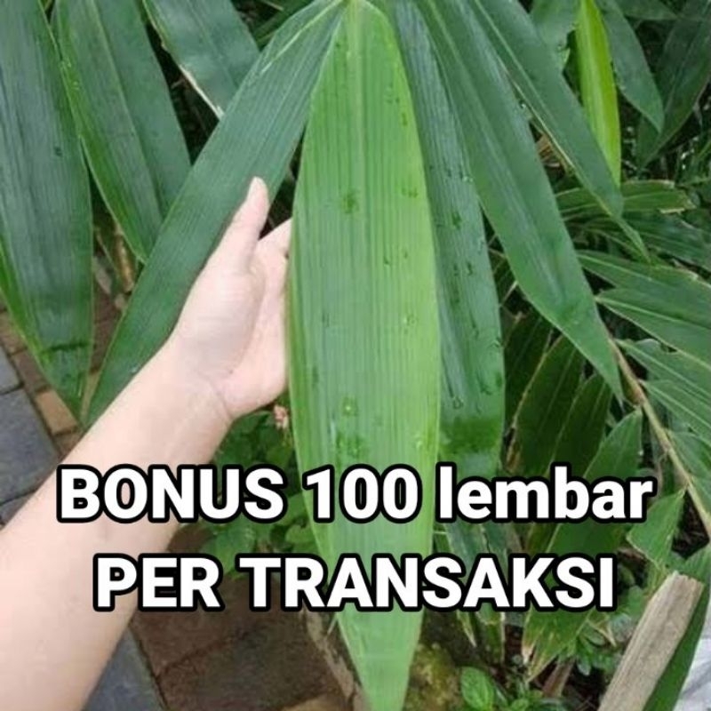 Jual daun bambu segar 7 s.d 10cm 100 lembar / daun bakcang / daun ...