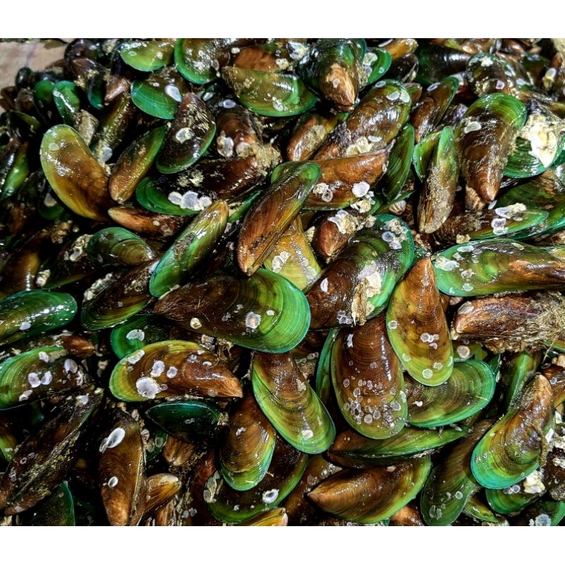 Jual KERANG IJO UKURAN BESAR 1KG | Shopee Indonesia