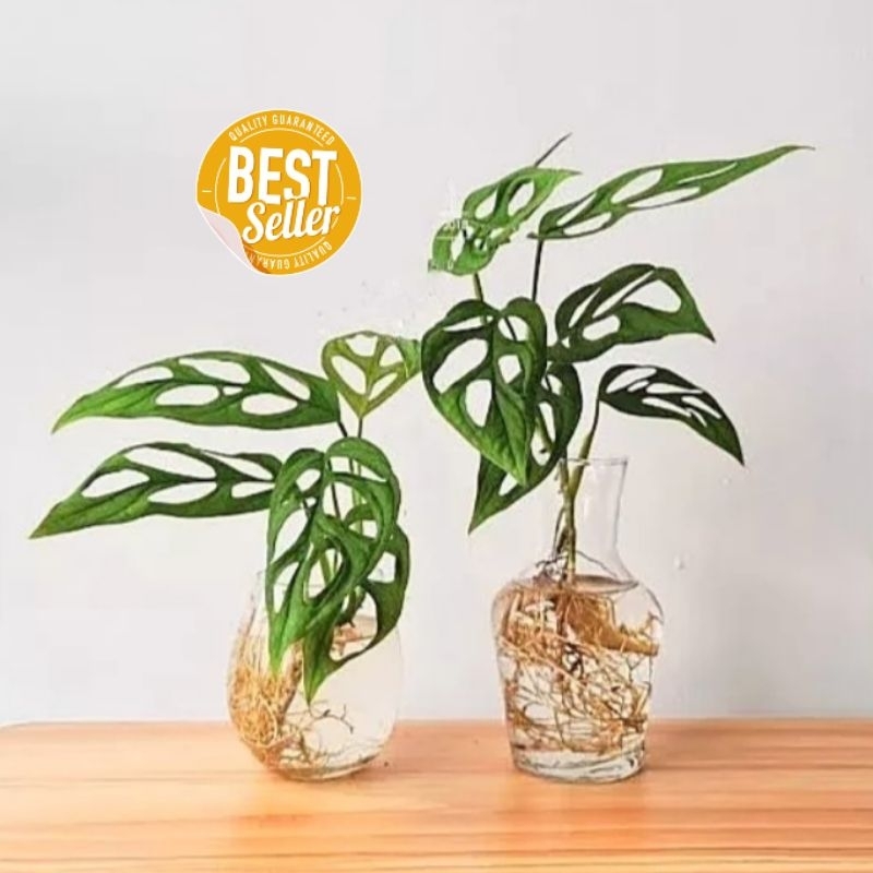 Jual Vas Pot Kaca Tanaman Air Hidroponik Aesthetic / Sirih Gading Bambu ...