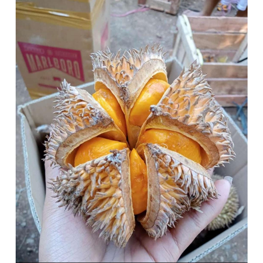 Jual Durian Papakin / Buah Pekawai / Lai/ Lay | Shopee Indonesia