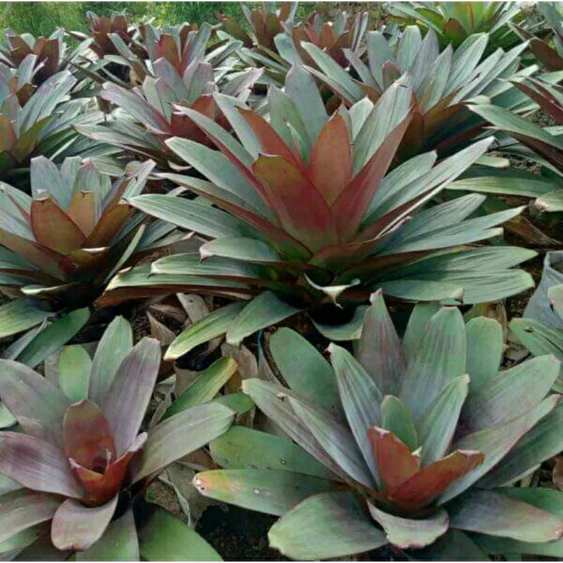 Jual Tanaman bromelia giant dewasa | Shopee Indonesia