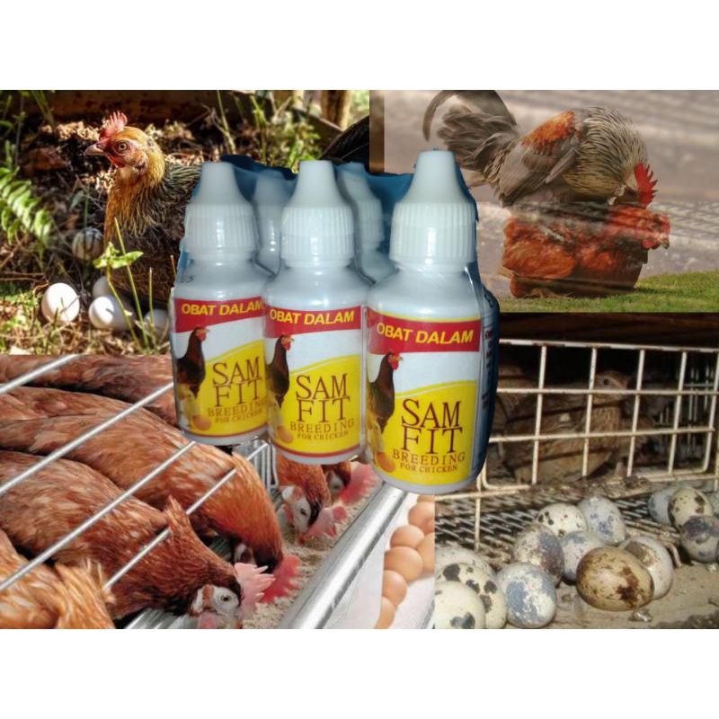Jual SAMFIT Breeding Ayam Obat Ayam Petelur Suplemen ayam petelur ...
