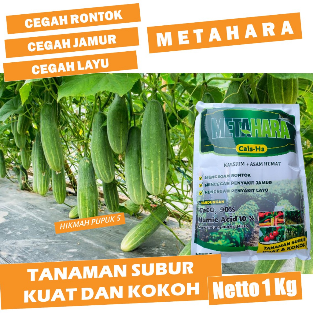 Jual Pupuk METAHARA Pelebat Buah Timun Mencegah Daun Layu dan Rontok ...