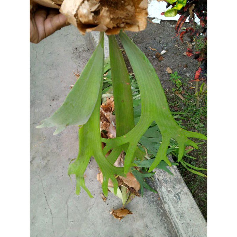 Jual SIMBAR / SIMBAR MENJANGAN / TANDUK RUSA / TANDUK RUSA SPESIAL ...