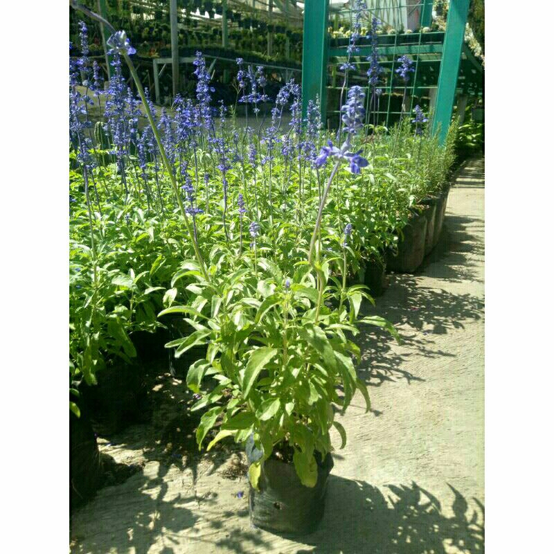 Jual Tanaman Hias Bunga Salvia | Shopee Indonesia