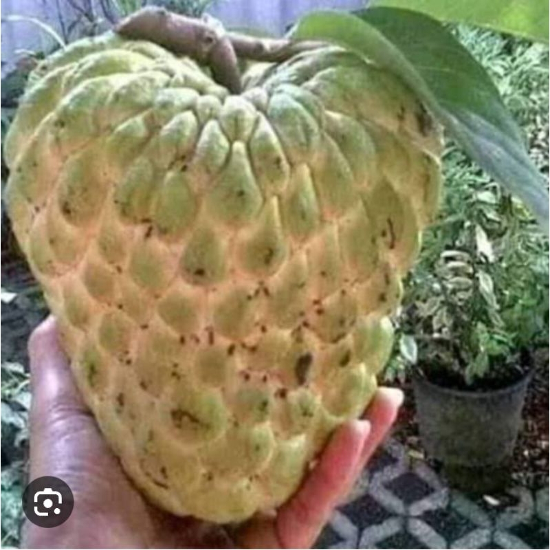 Jual JUAL BIBIT TANAMAN MULWO BUAH JUMBO(STEK) | Shopee Indonesia