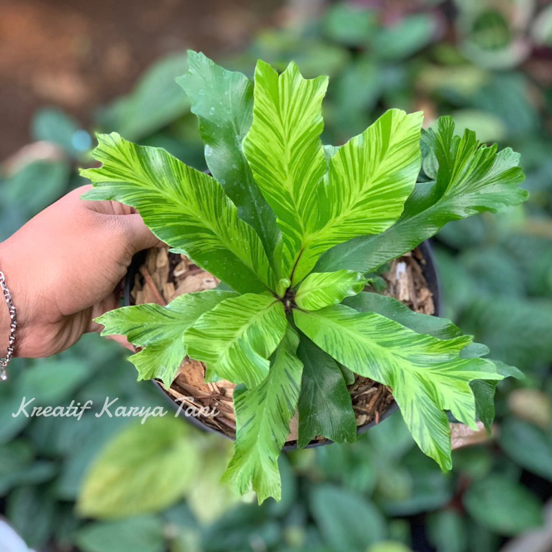 Jual Tanaman hias kadaka varigata golden - Kadaka varigata golden ...