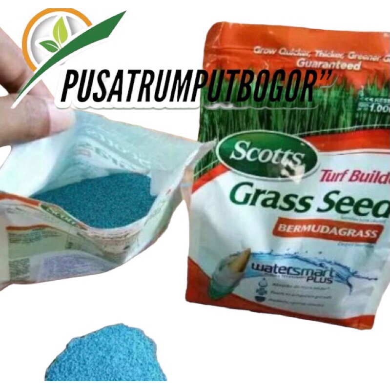 Jual Benih rumput taman - biji rumput Jepang - bibit rumput Swiss 1.2kg ...